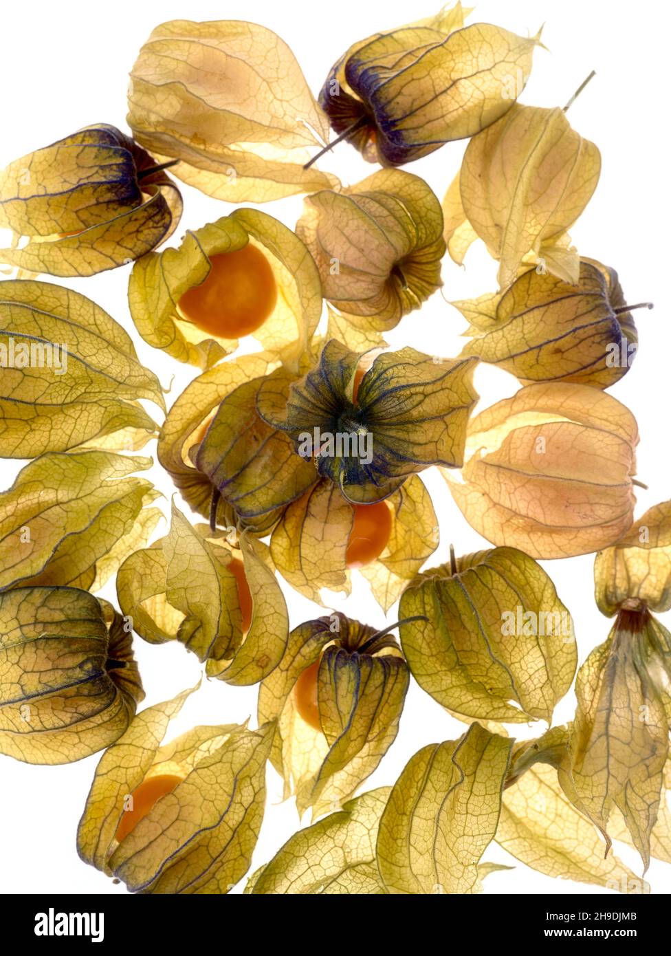 Cape Gooseberry, Physalis peruviana, close-up fruit portrait against ...