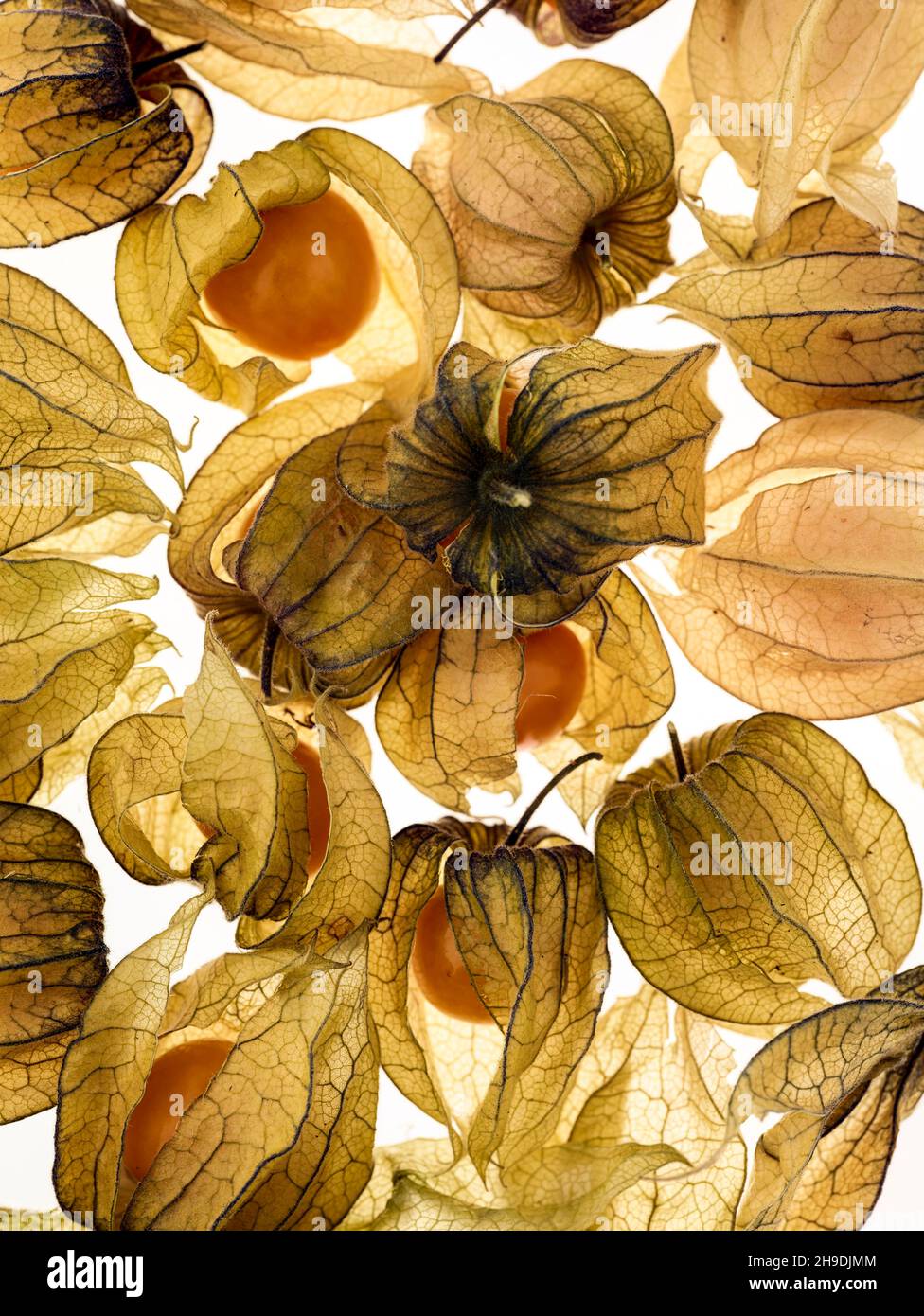 Cape Gooseberry, Physalis peruviana, close-up fruit portrait against ...