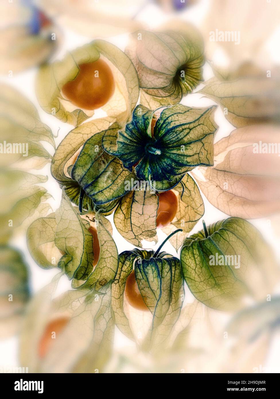 Cape Gooseberry, Physalis peruviana, close-up fruit portrait against ...