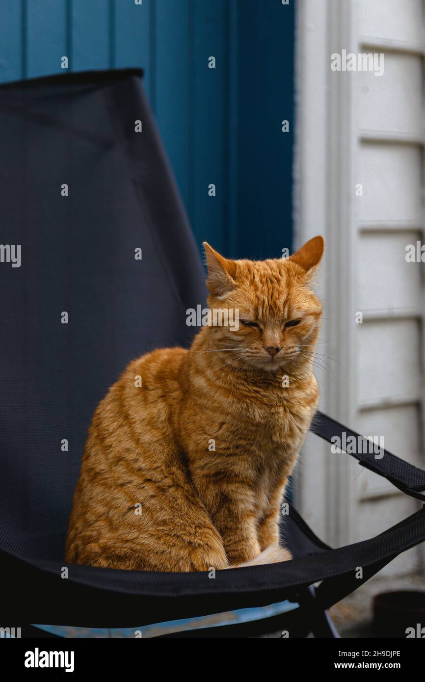 Cat sitting on a deck hi-res stock photography and images - Alamy