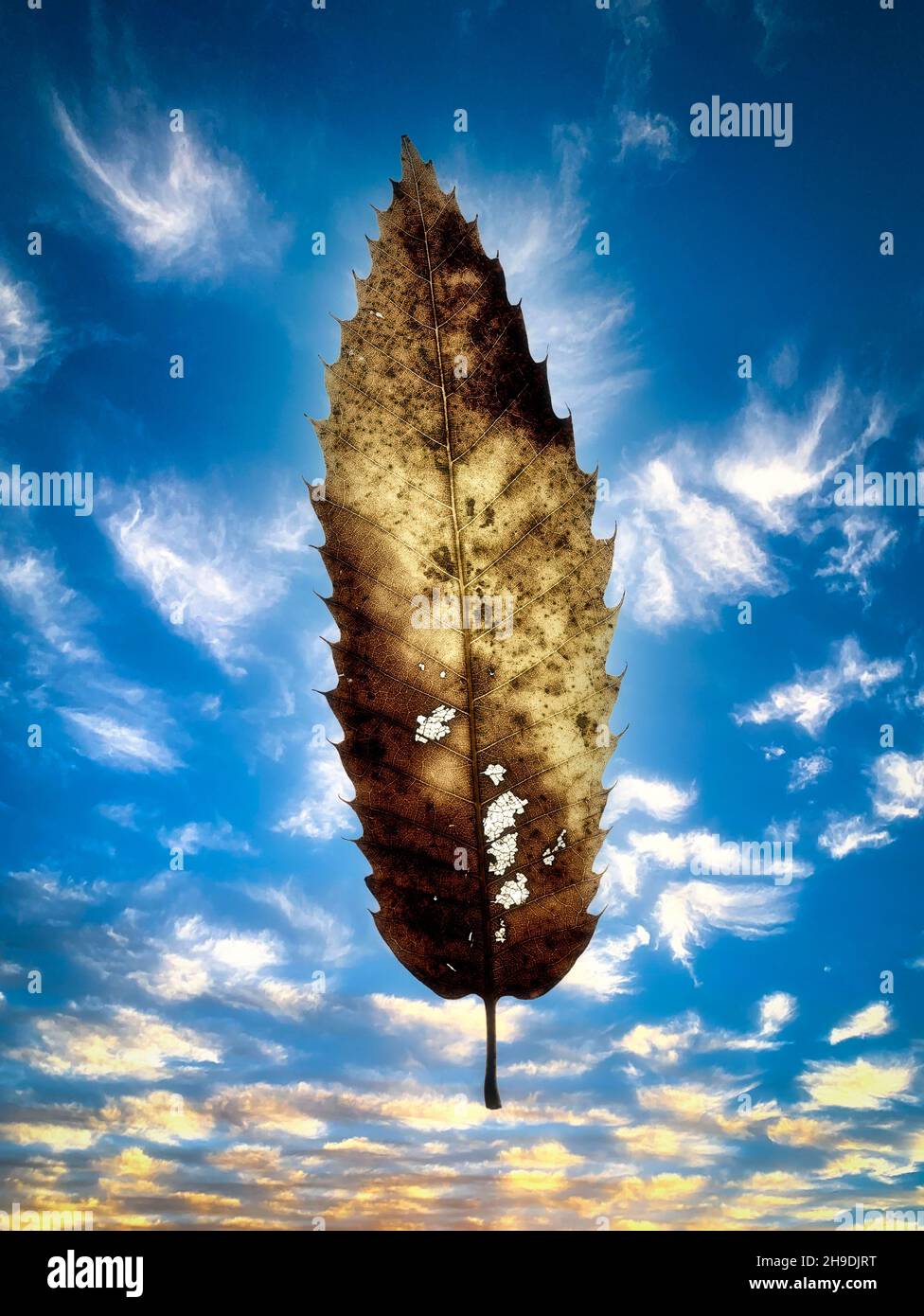 Very close up natural still life of single leaf showing its pattern and ...