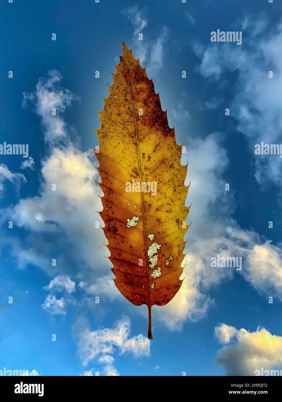 Very close up natural still life of single leaf showing its pattern and ...