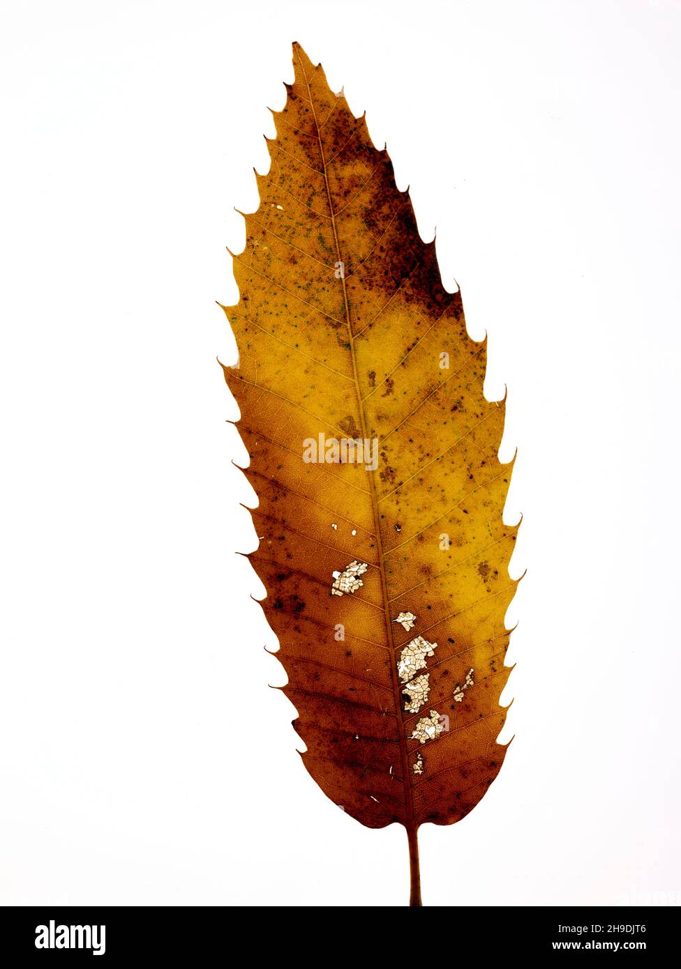 Very close up natural still life of single leaf showing its pattern and ...