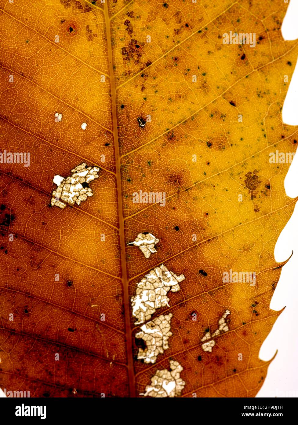 Very close up natural still life of single leaf showing its pattern and ...