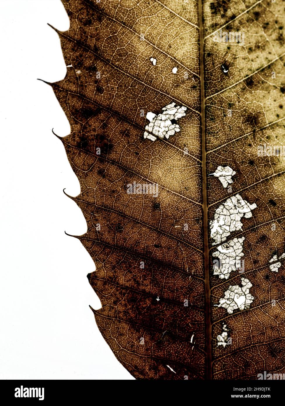 Very close up natural still life of single leaf showing its pattern and ...