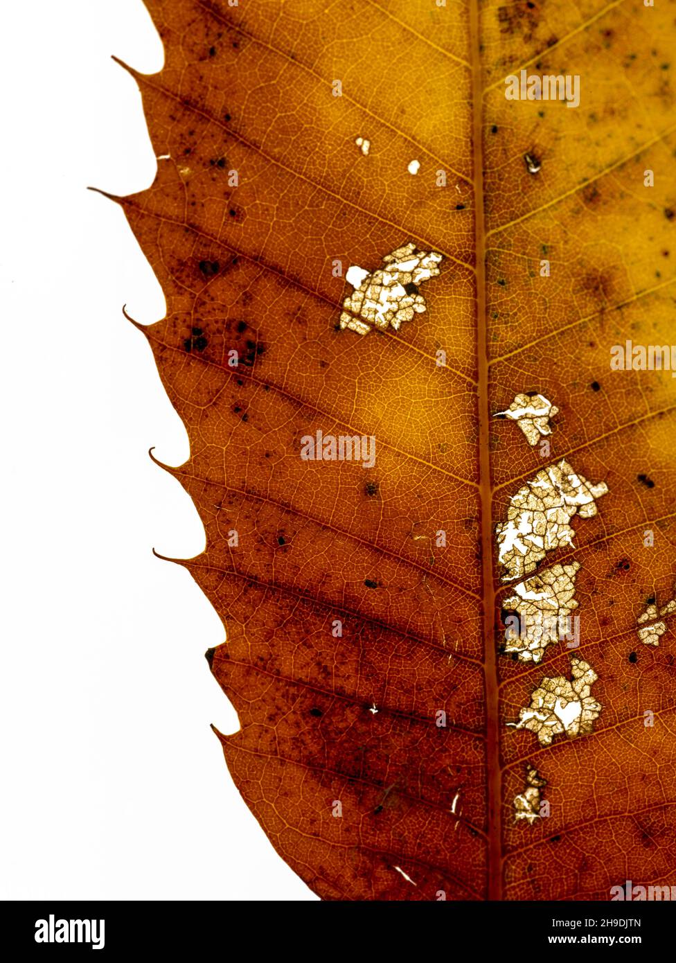 Very close up natural still life of single leaf showing its pattern and ...