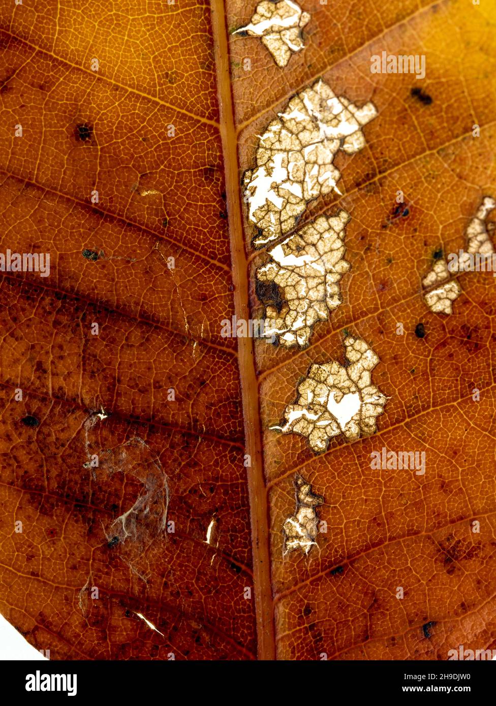 Very close up natural still life of single leaf showing its pattern and ...