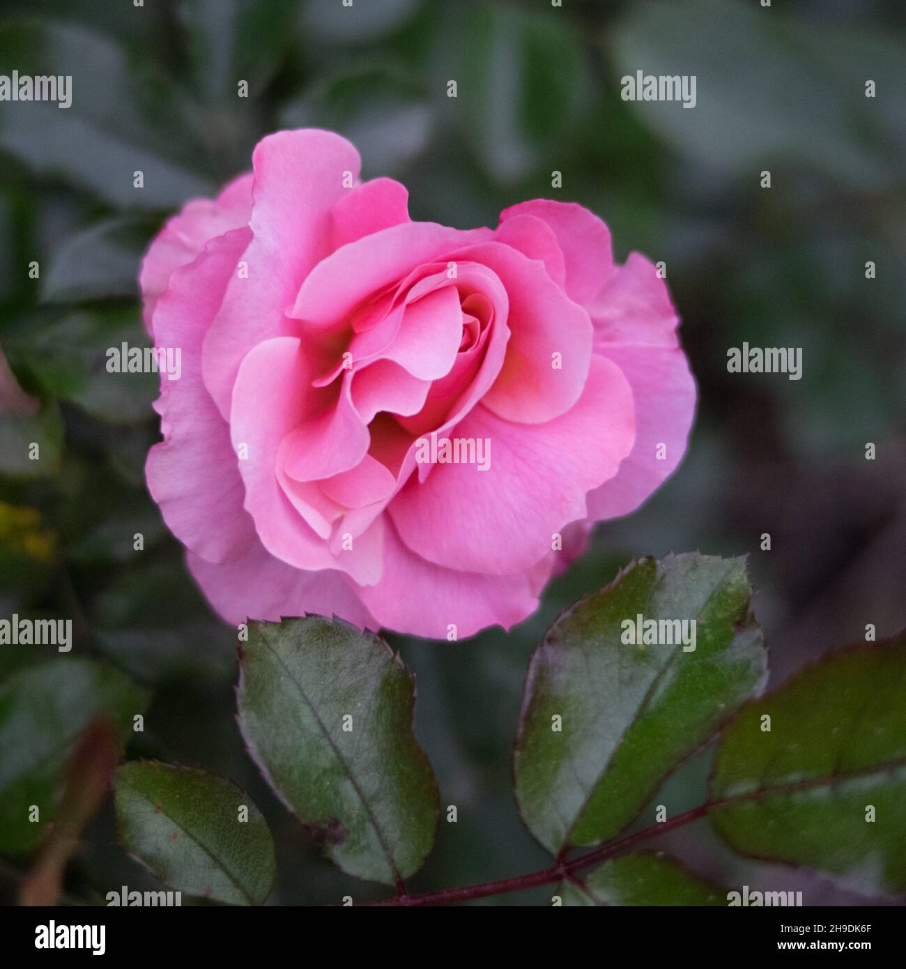 Closeup rose petal hi-res stock photography and images - Alamy