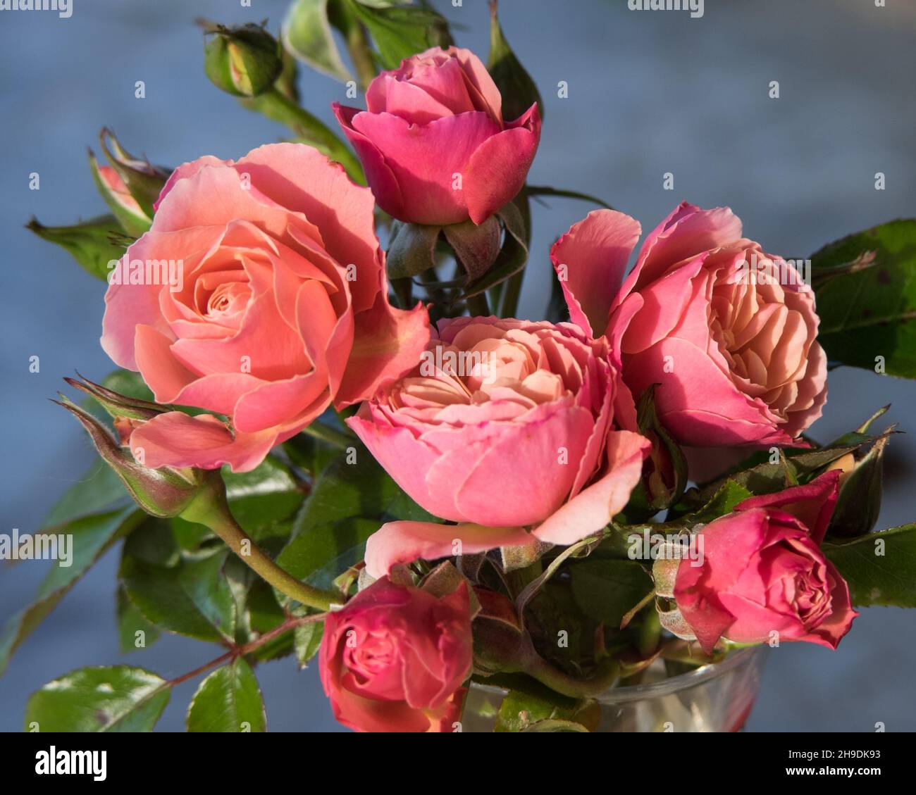 Beautiful bright pink roses hi-res stock photography and images - Alamy