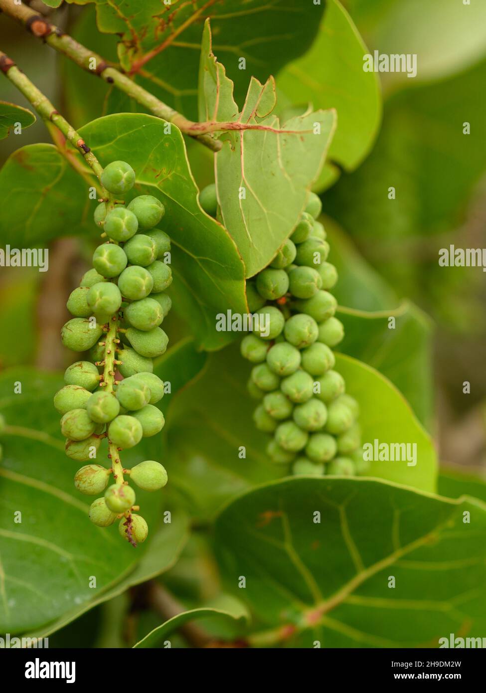 Photo of grapes taken on a beach in the Dominican Republic. The photo ...