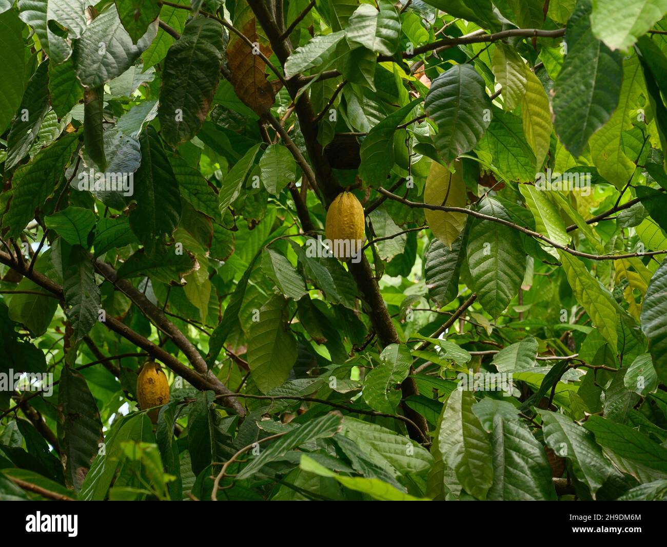 The photo shows a cocoa tree. The exotic tree has many yellow cocoa ...