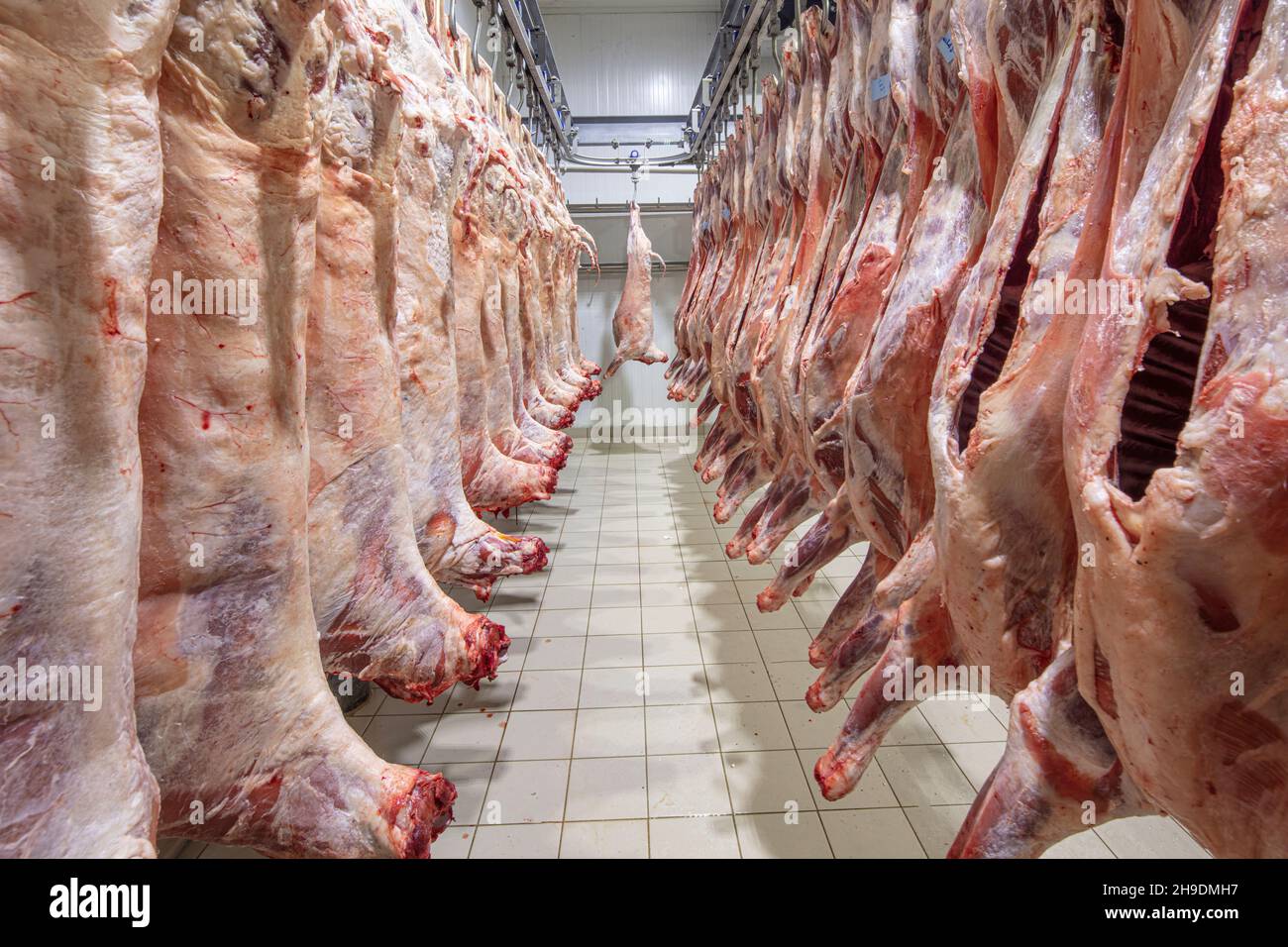 Lamb carcasses hanging on hooks in slaughter house before transfer to ...