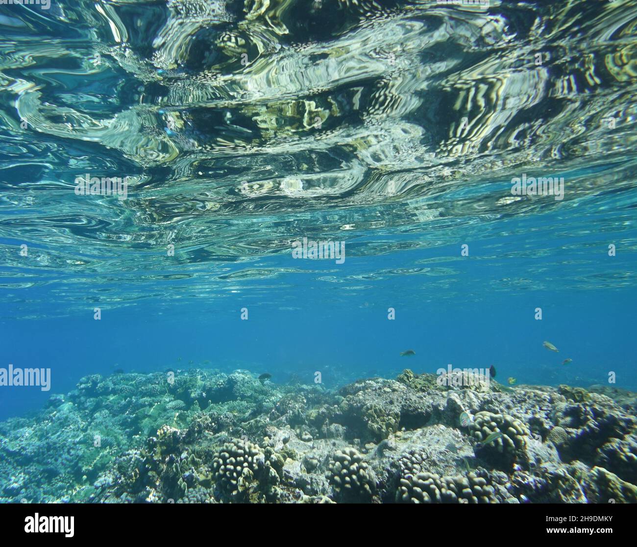Reef bottom hi-res stock photography and images - Alamy