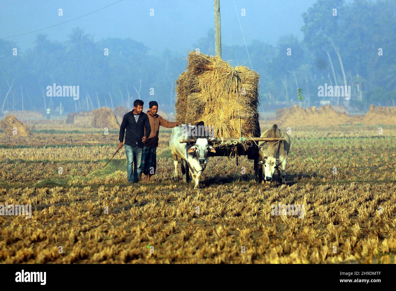 Workers harvest rice at a paddy field in Jessore, Jashore District ...
