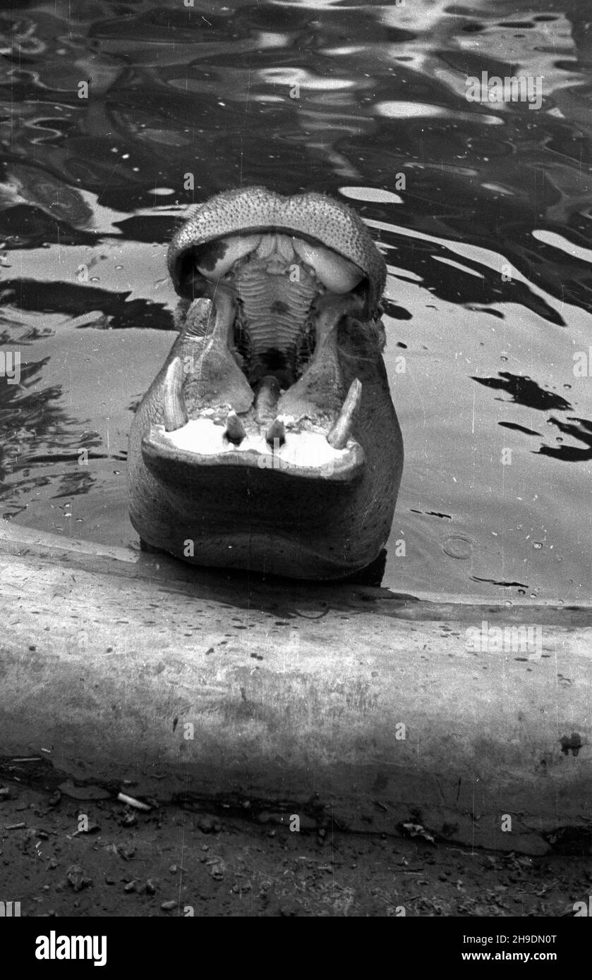 Dwarf hippopotamus Black and White Stock Photos & Images - Alamy