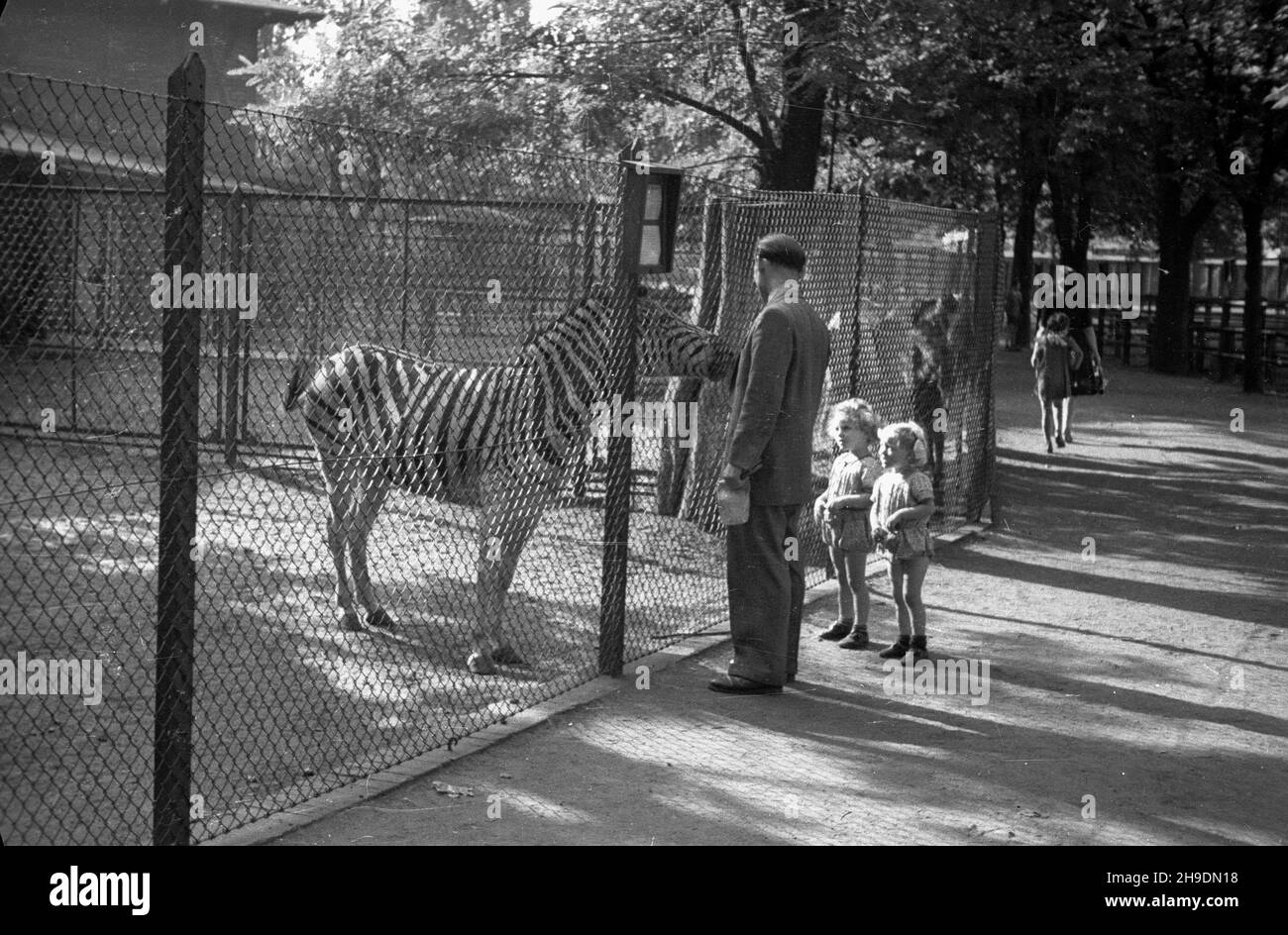 Poznañ, 1947-10. Stare zoo. Poznañskie zoo tu¿ po wojnie przejê³o okazy ...