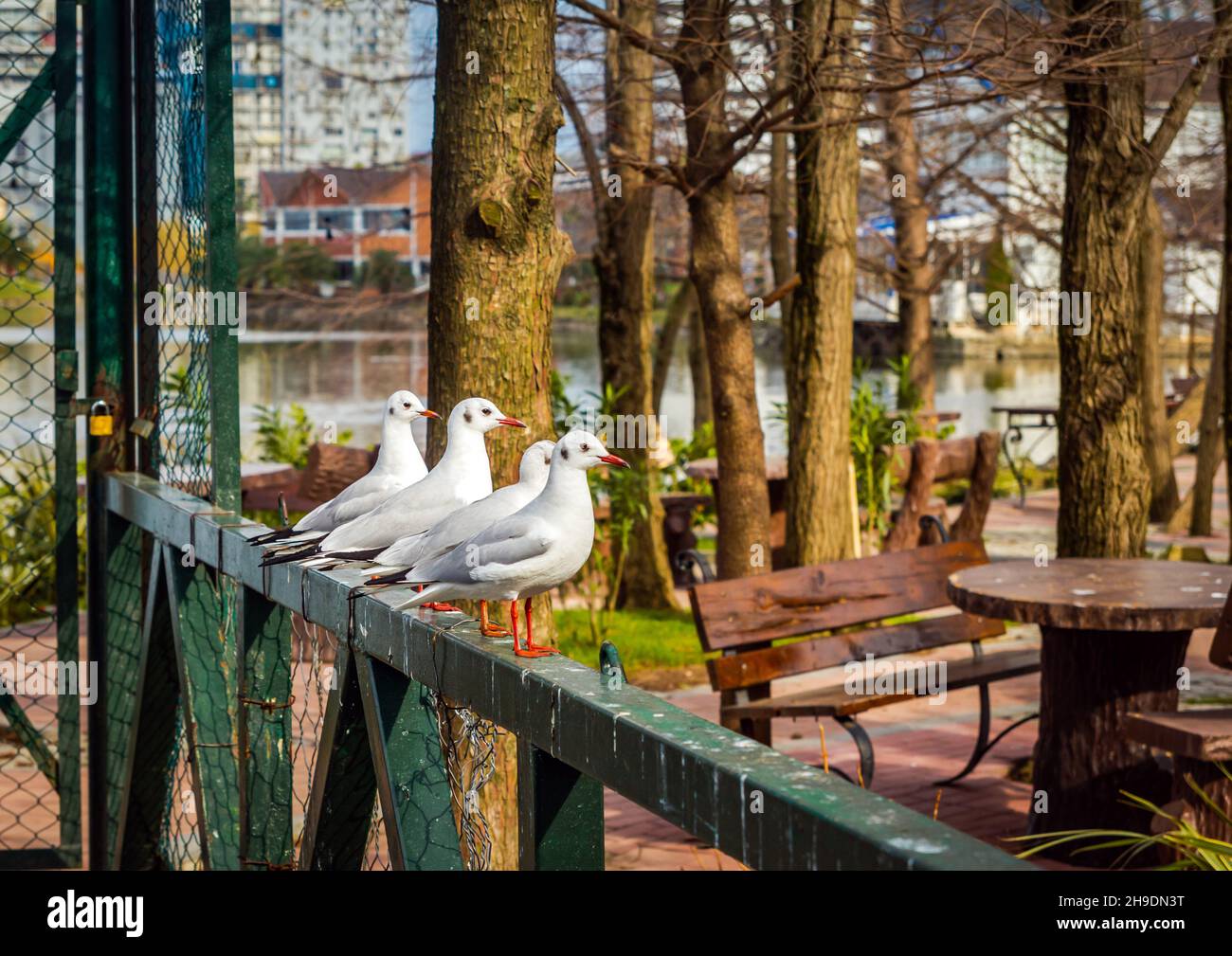 Sea gulls near one of the lakes in the city of Batumi, Georgia Stock ...