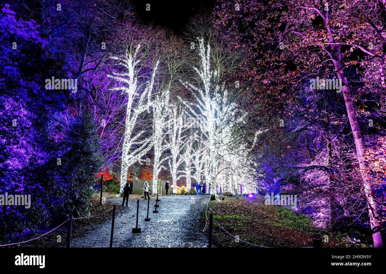An Avenue of Lit Trees at Kenwood Christmas Show Hampstead London UK ...