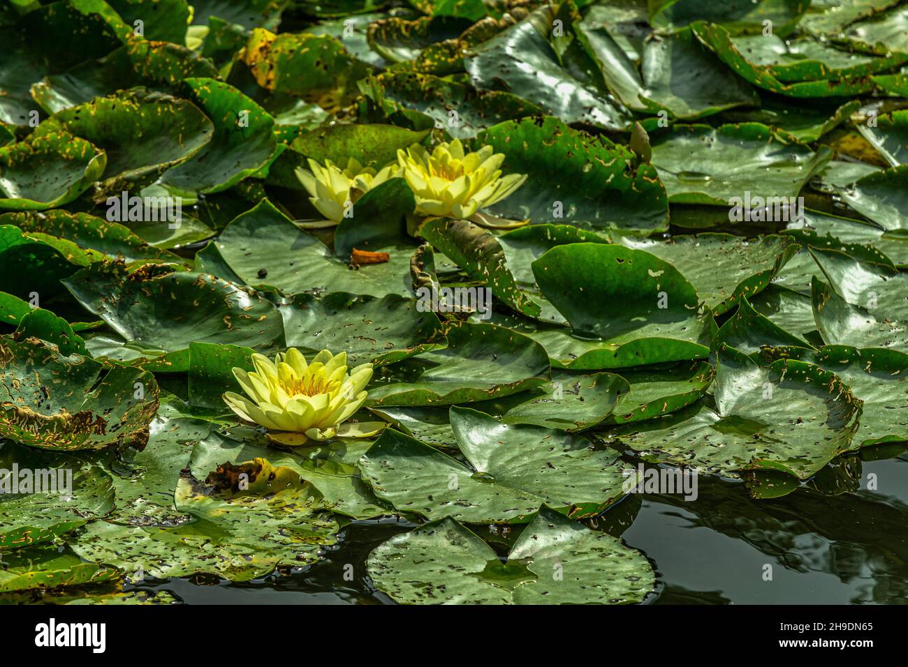 Lily mexicana hi-res stock photography and images - Alamy