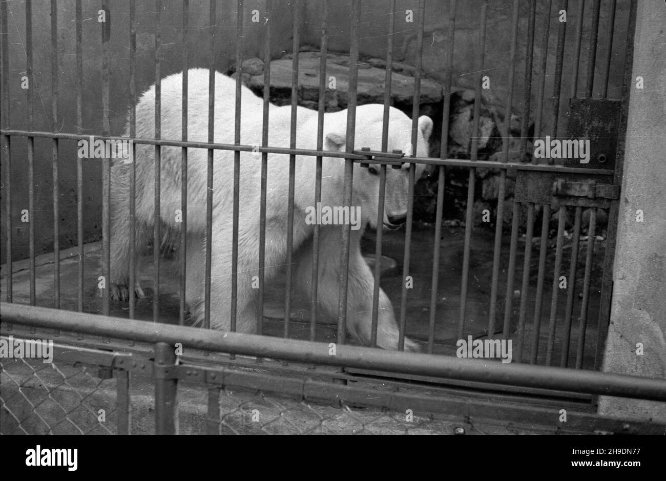 Ww2 bear hi-res stock photography and images - Alamy