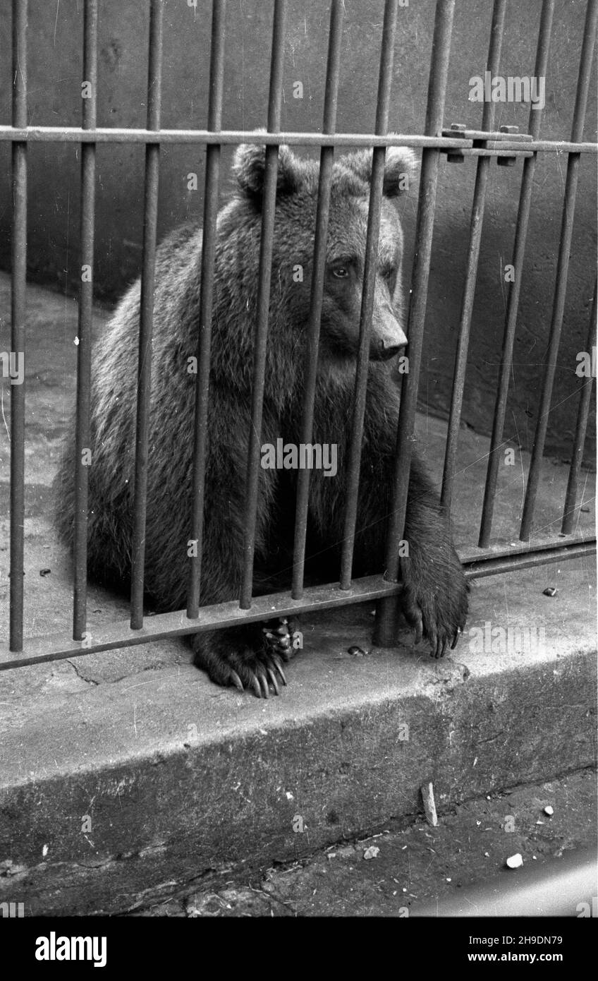 Poznañ, 1947-10. Stare zoo. Poznañskie zoo tu¿ po wojnie przejê³o okazy ...