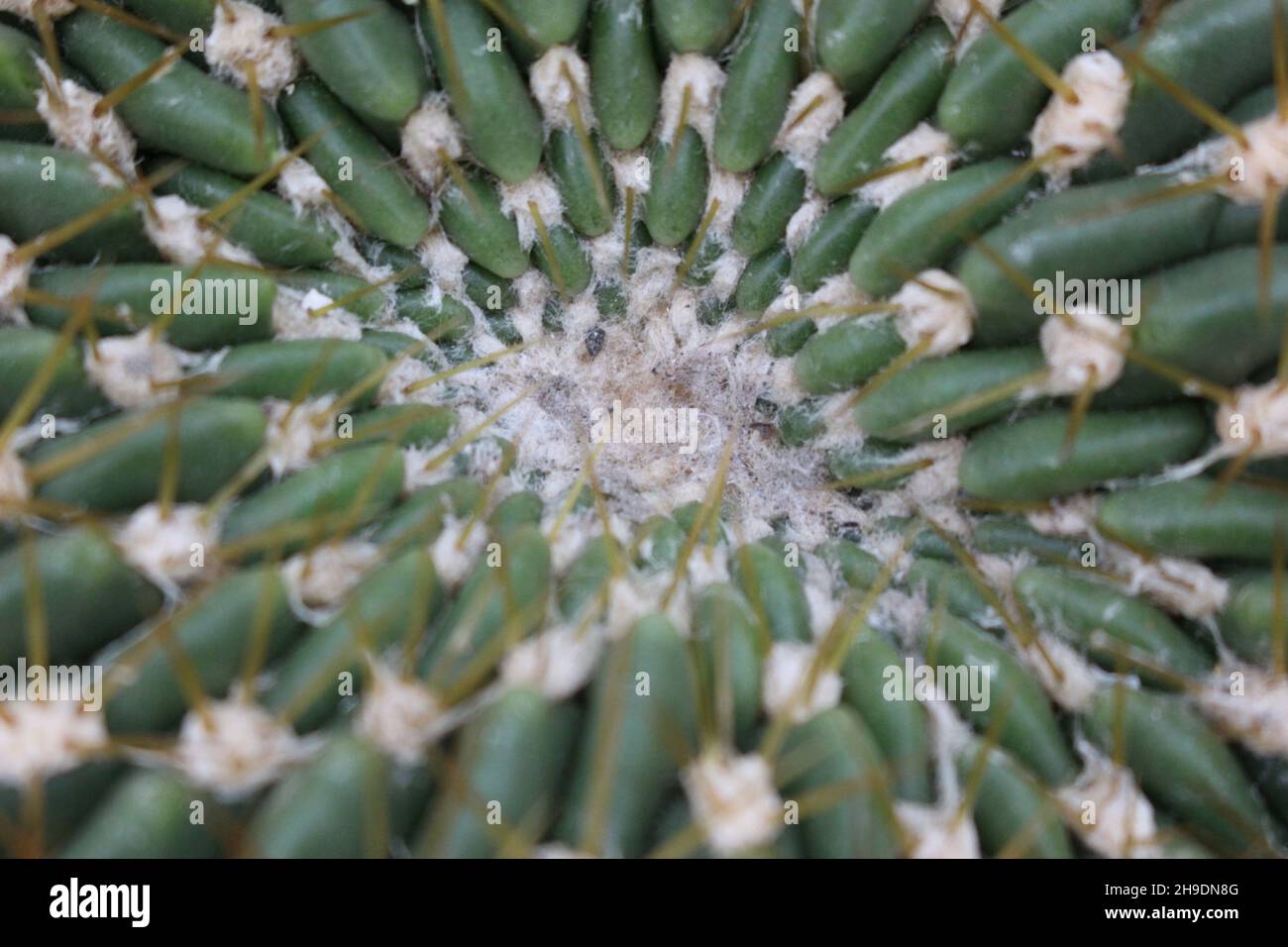 Matucana hi-res stock photography and images - Alamy