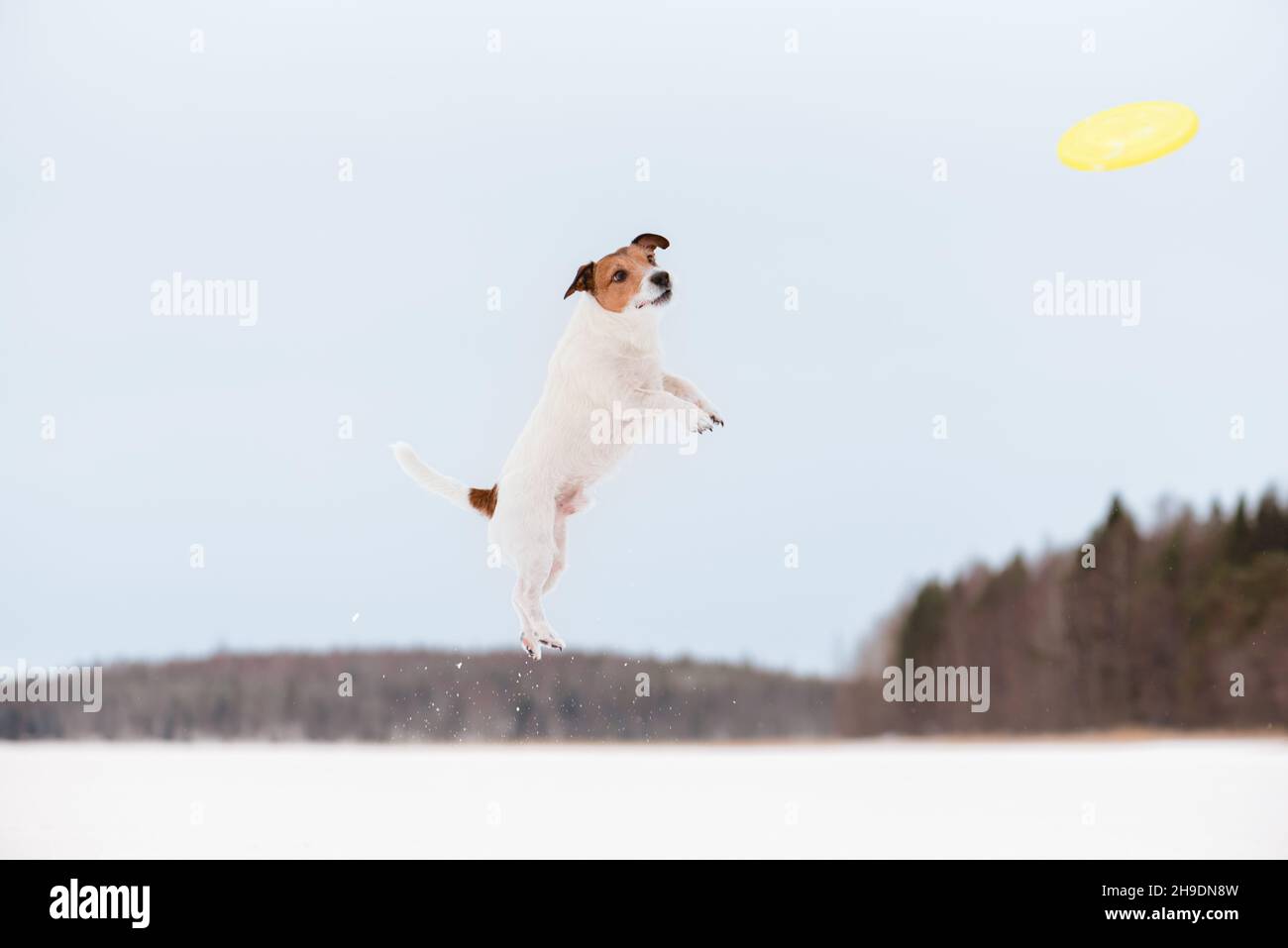 Nimble young dog jumping to catch flying plastic disc playing on ice of ...