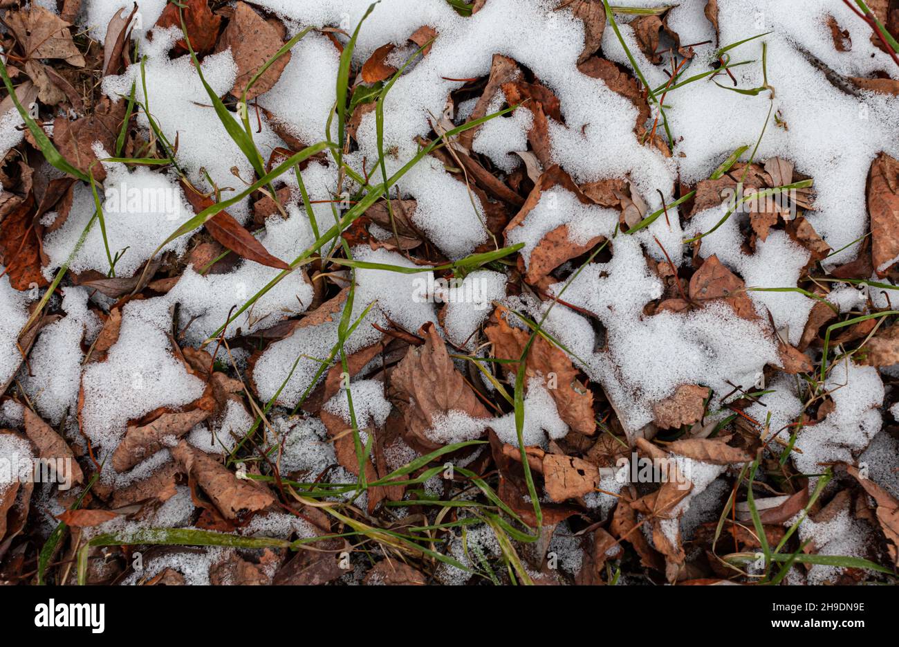 Soil patch hi-res stock photography and images - Alamy