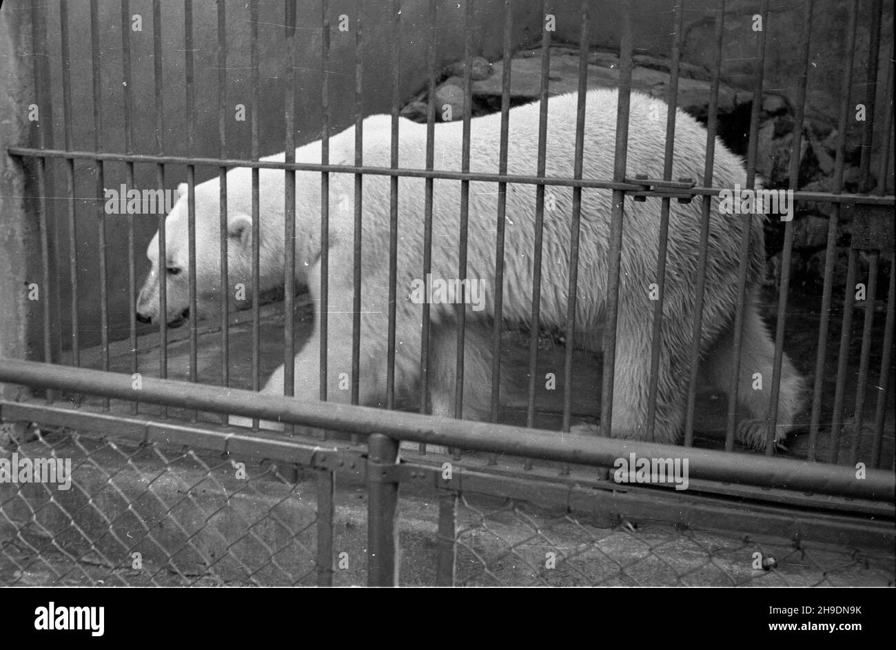 Poznañ, 1947-10. Stare zoo. Poznañskie zoo tu¿ po wojnie przejê³o okazy ...