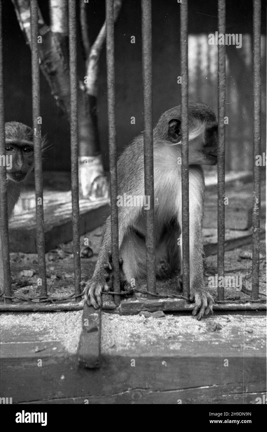 Poznañ, 1947-10. Stare zoo. Poznañskie zoo tu¿ po wojnie przejê³o okazy ...