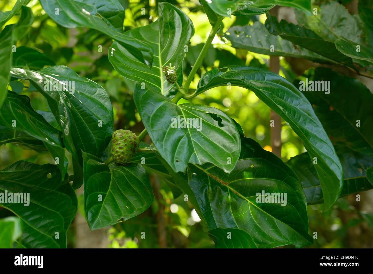 The photo shows a noni fruit hanging from a tree. The morinda tree is ...