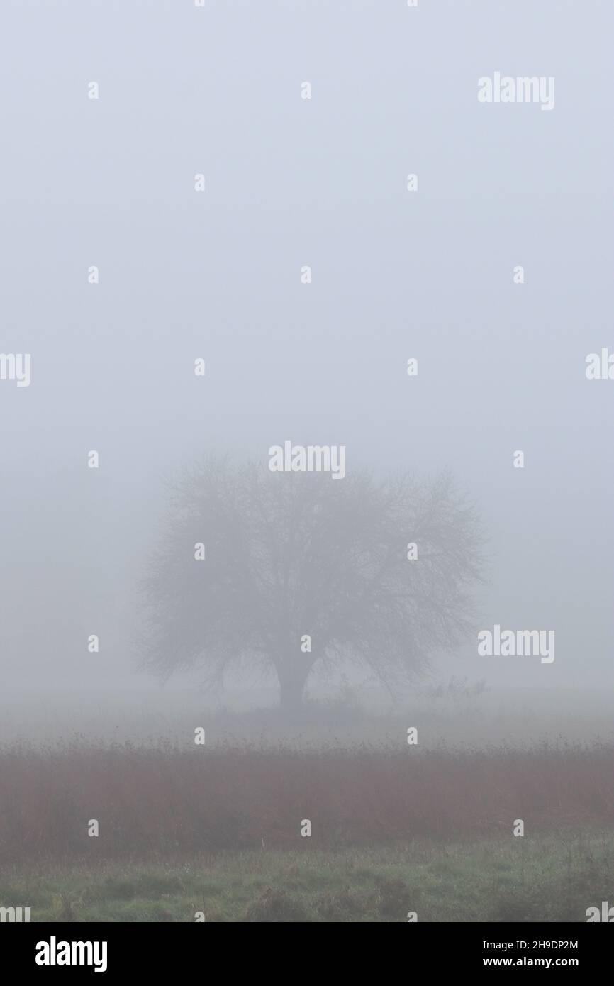 Alone fog one single hi-res stock photography and images - Alamy