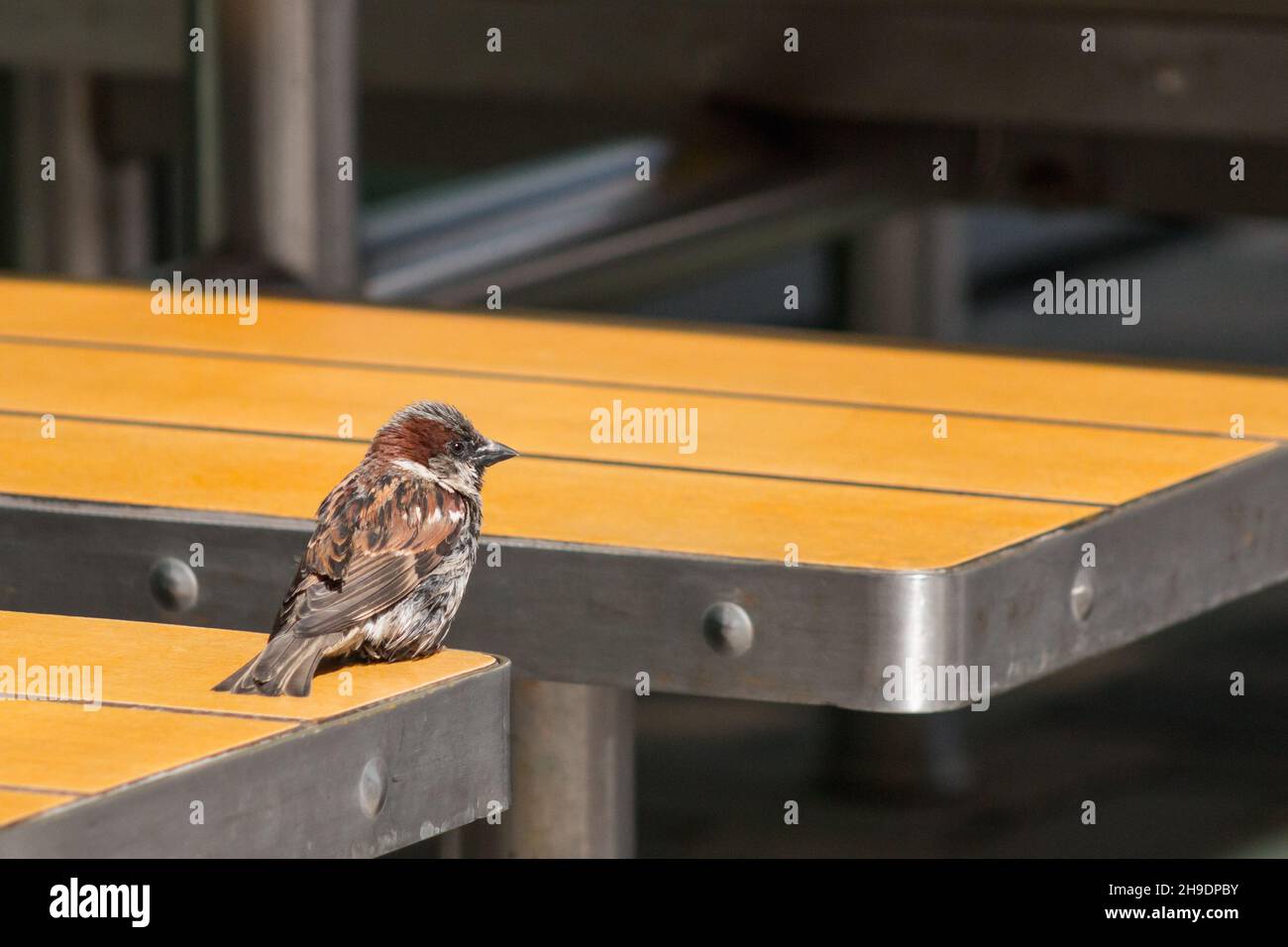 Disheveled bird hi-res stock photography and images - Alamy