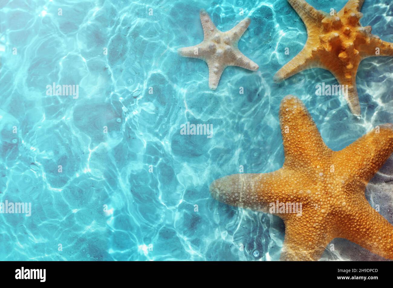Starfish on the summer beach in sea water. Summer background. Summer ...
