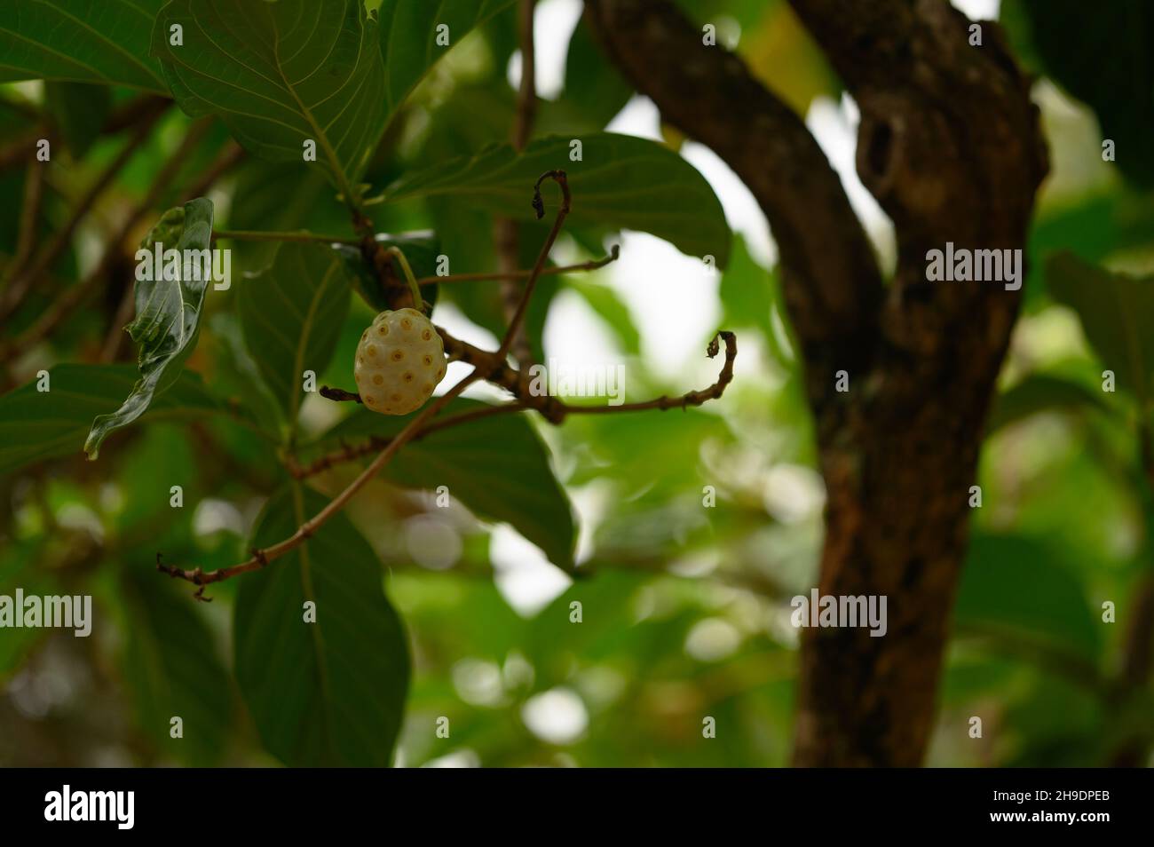 The photo shows a noni fruit hanging from a tree. The morinda tree is ...