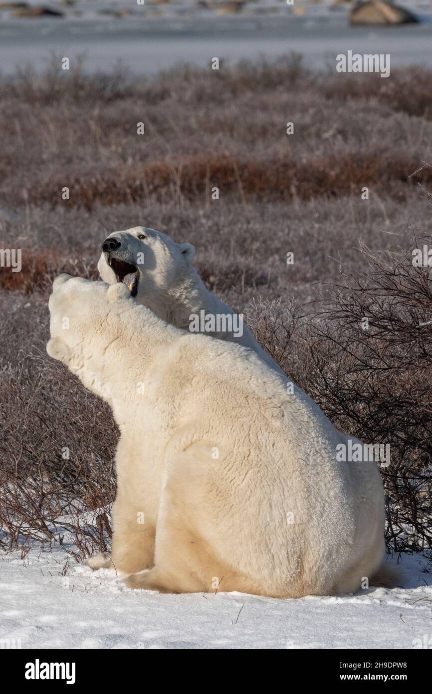 Canada, Manitoba, Churchill. Two male polar bears (WILD: Ursus maritimus Stock Photo - Alamy