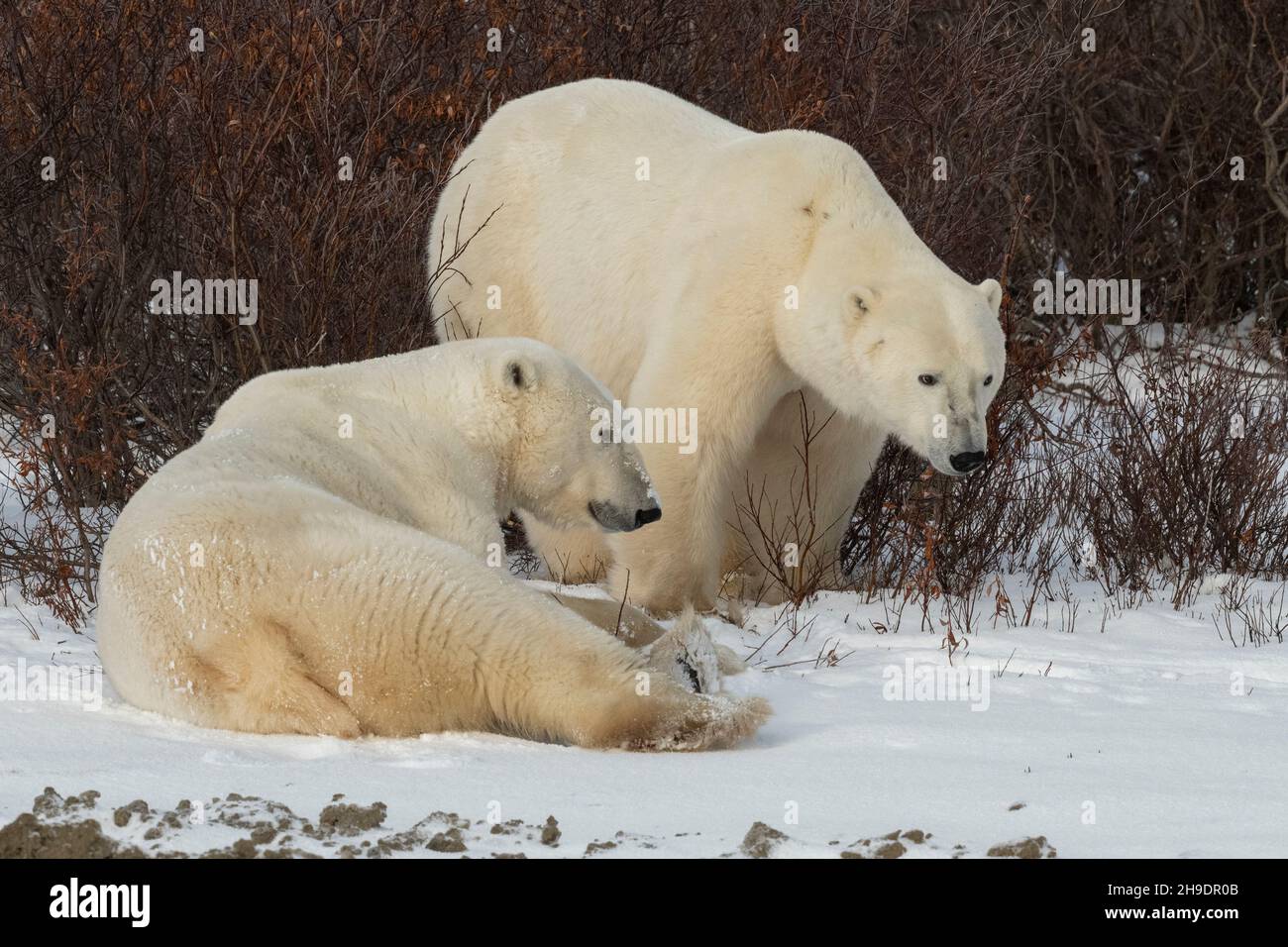 Canada, Manitoba, Churchill. Two male polar bears (WILD: Ursus maritimus Stock Photo - Alamy