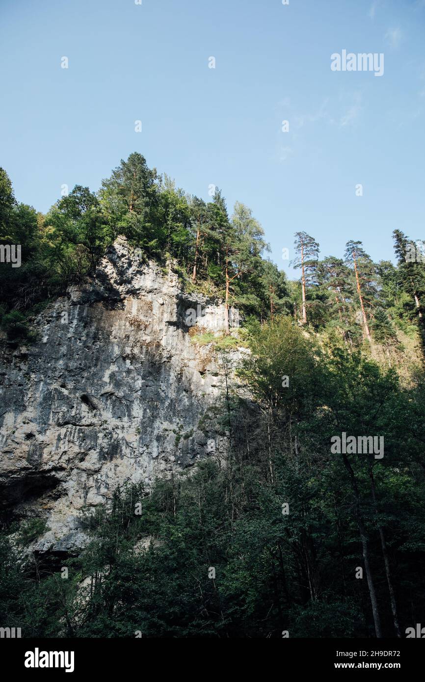 trees grow on cliff mountains and forest landscape Stock Photo - Alamy