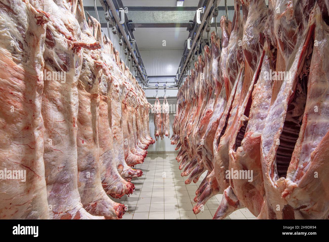 Lamb carcasses hanging on hooks in slaughter house before transfer to ...