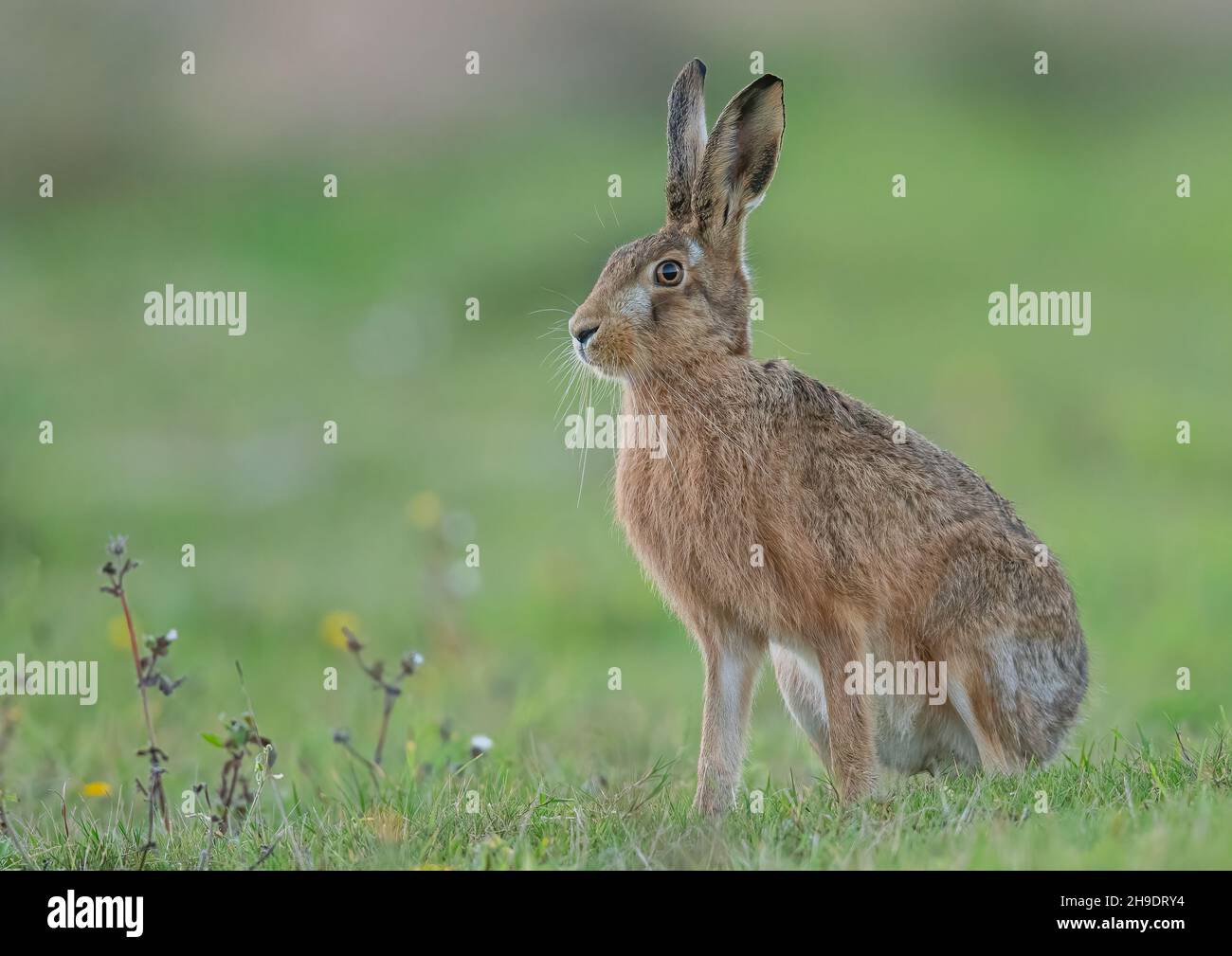 Pretty background colour hi-res stock photography and images - Alamy