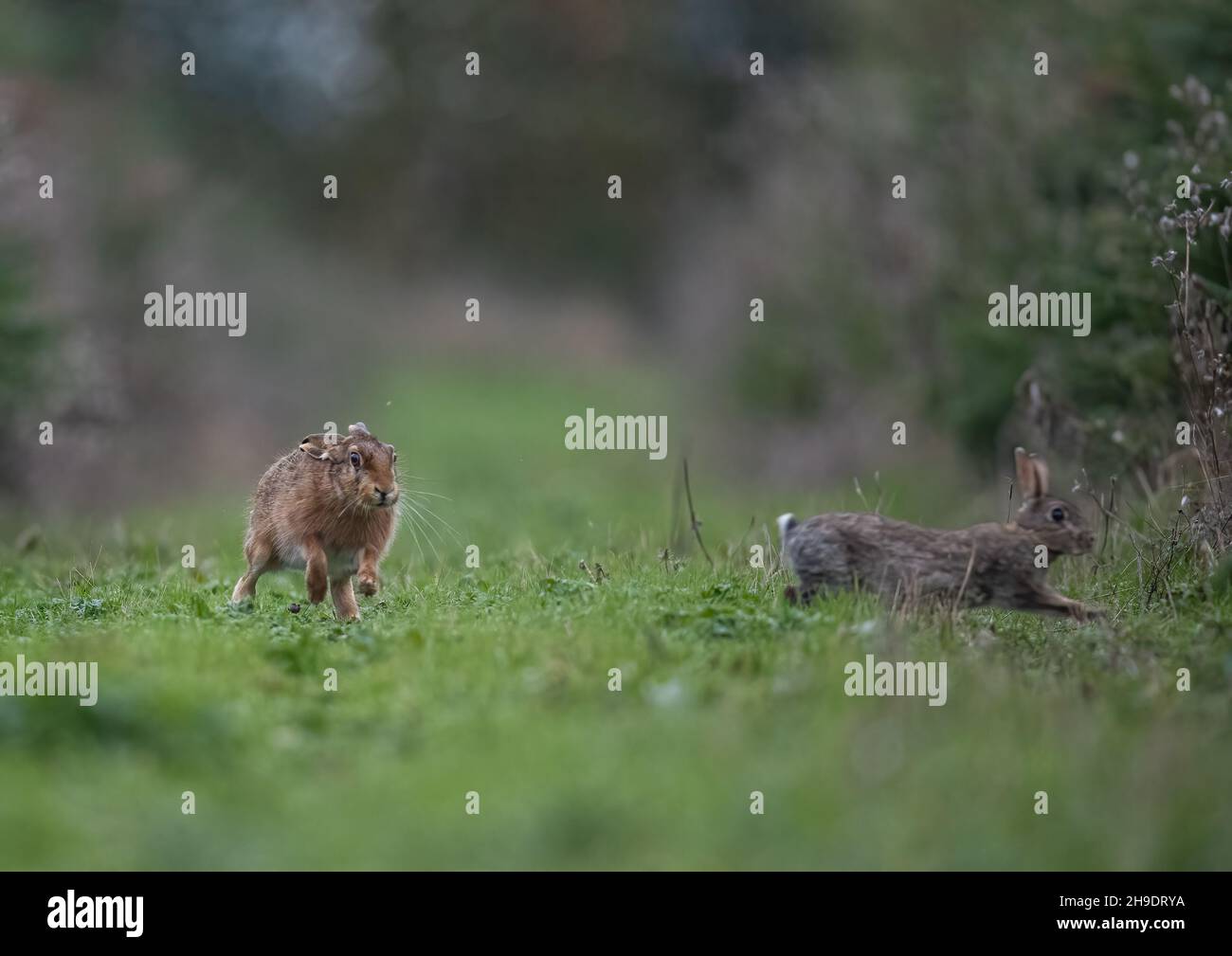 Mechanical Dog Chasing A Rabbit
