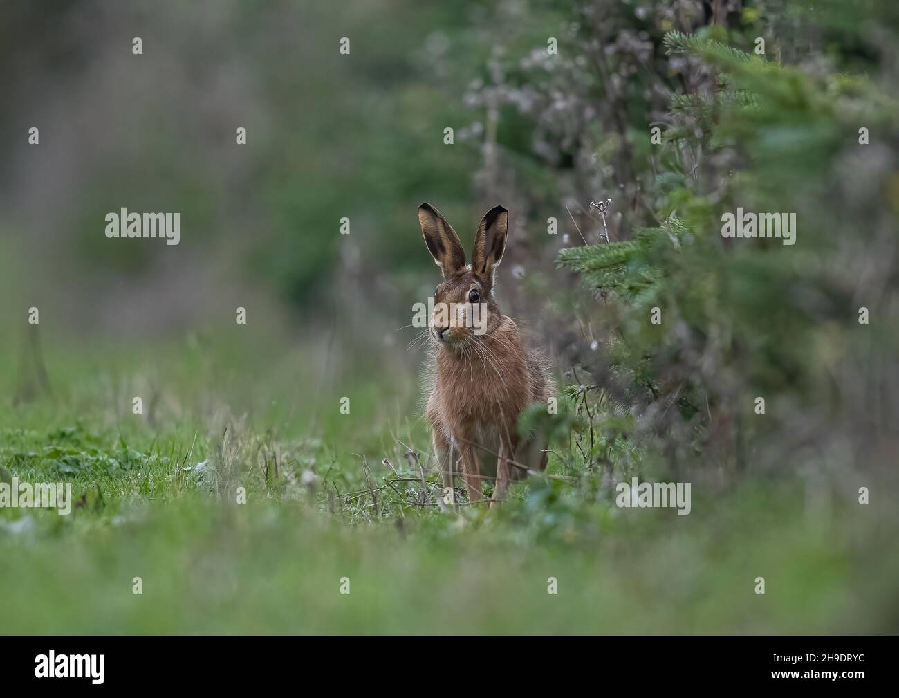 A cute looking Brown Hare sitting among the amongst the Christmas trees ...