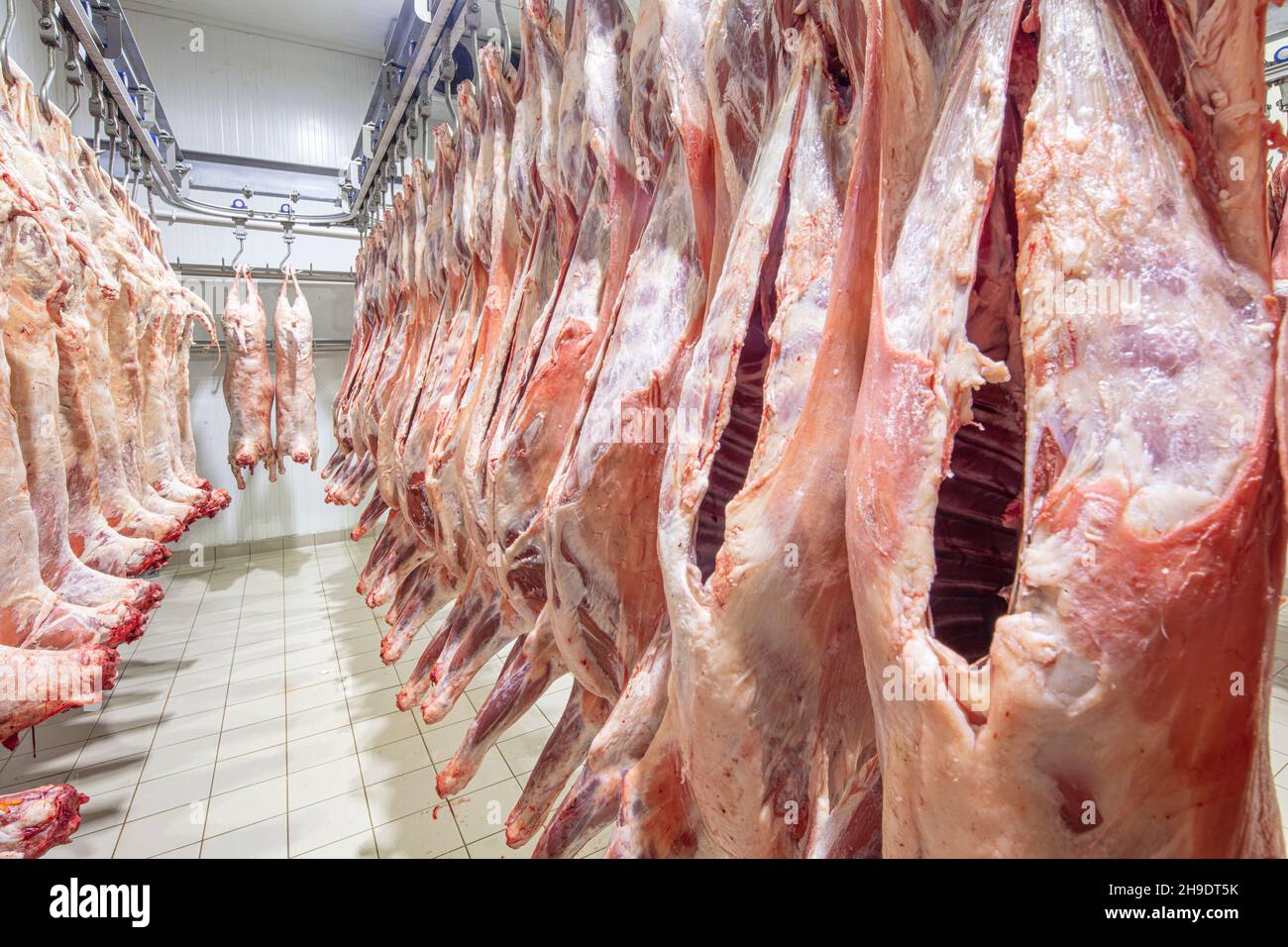 Lamb carcasses hanging on hooks in slaughter house before transfer to ...