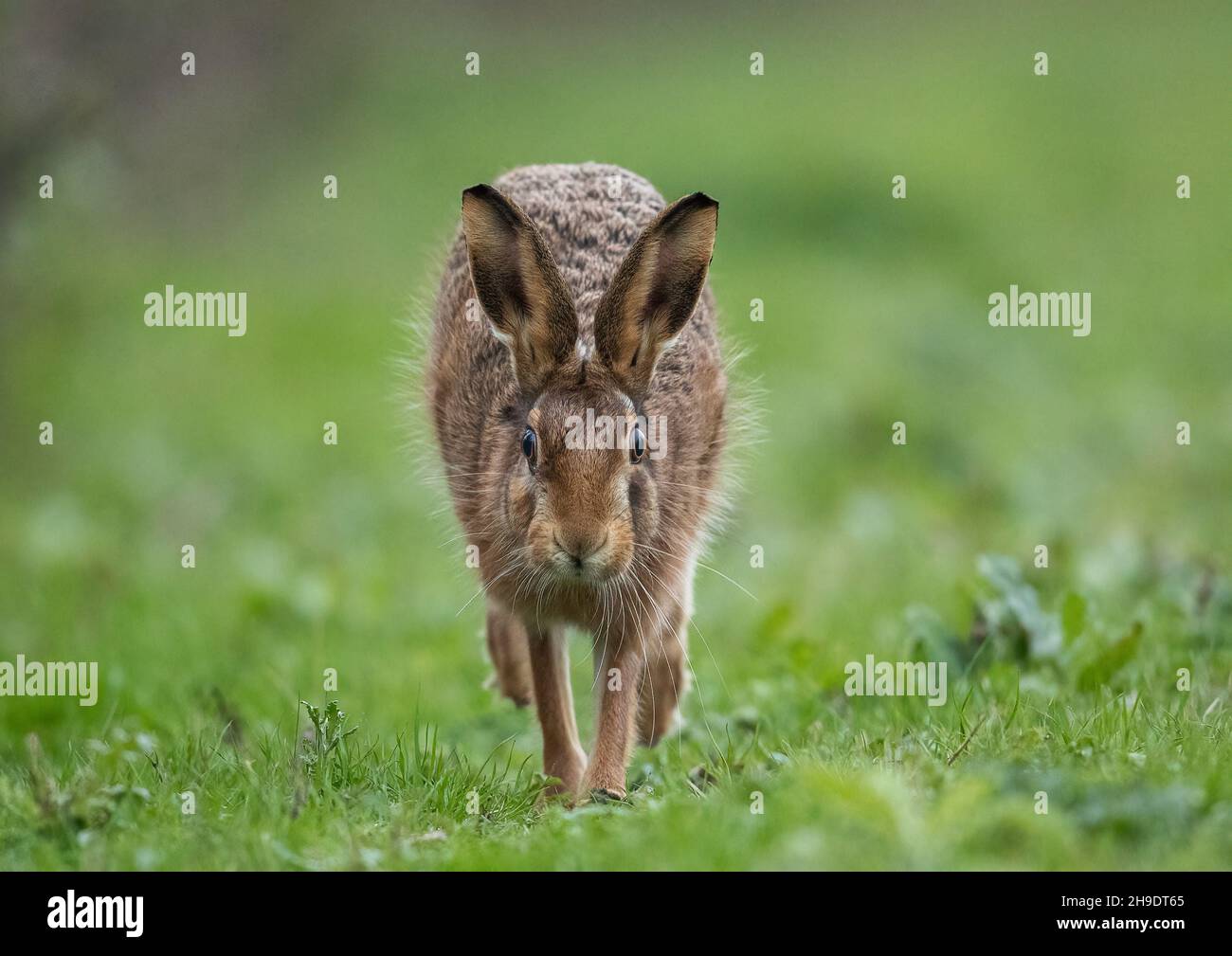 A close up of a very furry brown hare bounding straight towards the ...