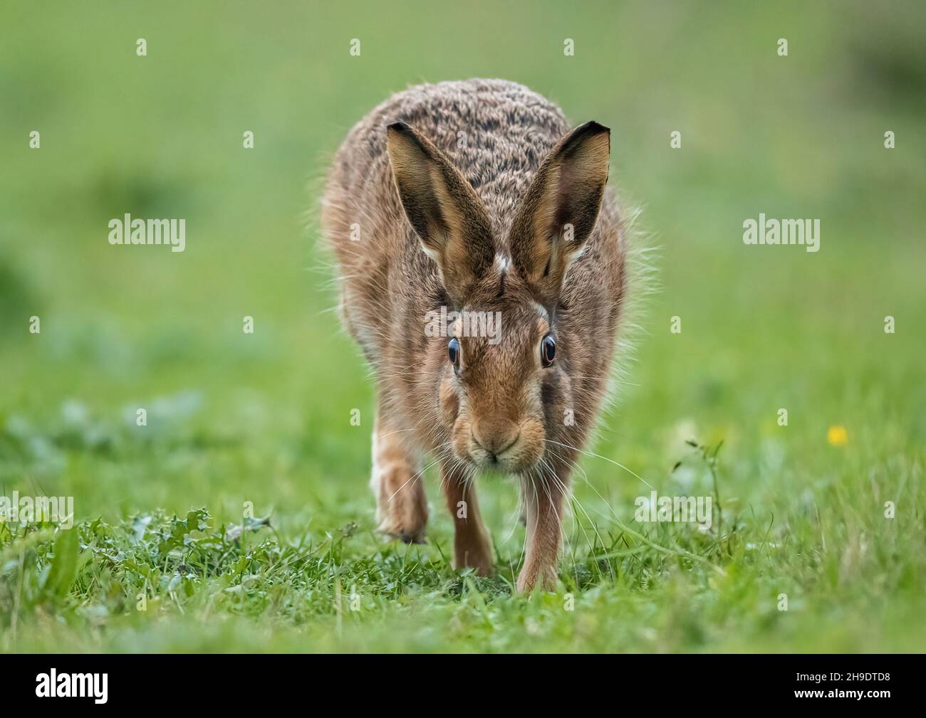 A close up of a very furry brown hare heading straight towards the ...