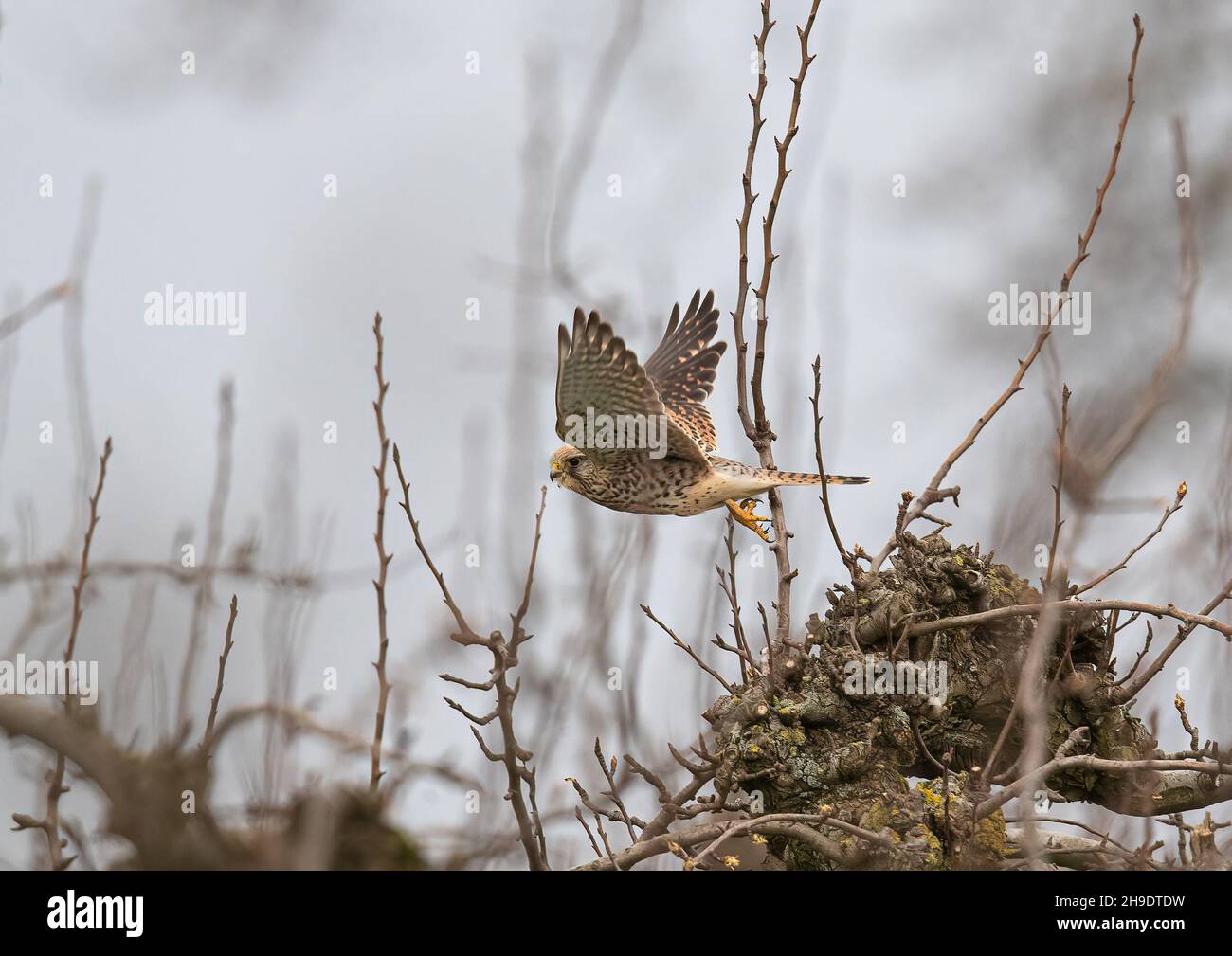 Taking off from tree hi-res stock photography and images - Alamy