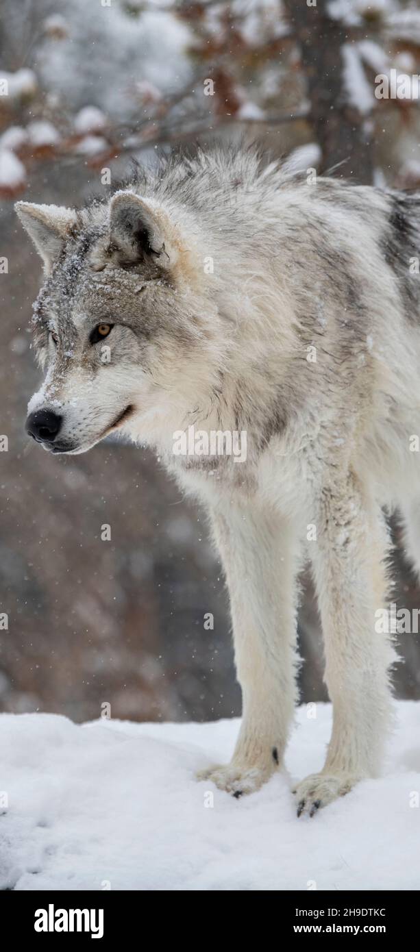 USA, Wyoming, Yellowstone National Park. Gray wolf (Canis Lupus Stock ...