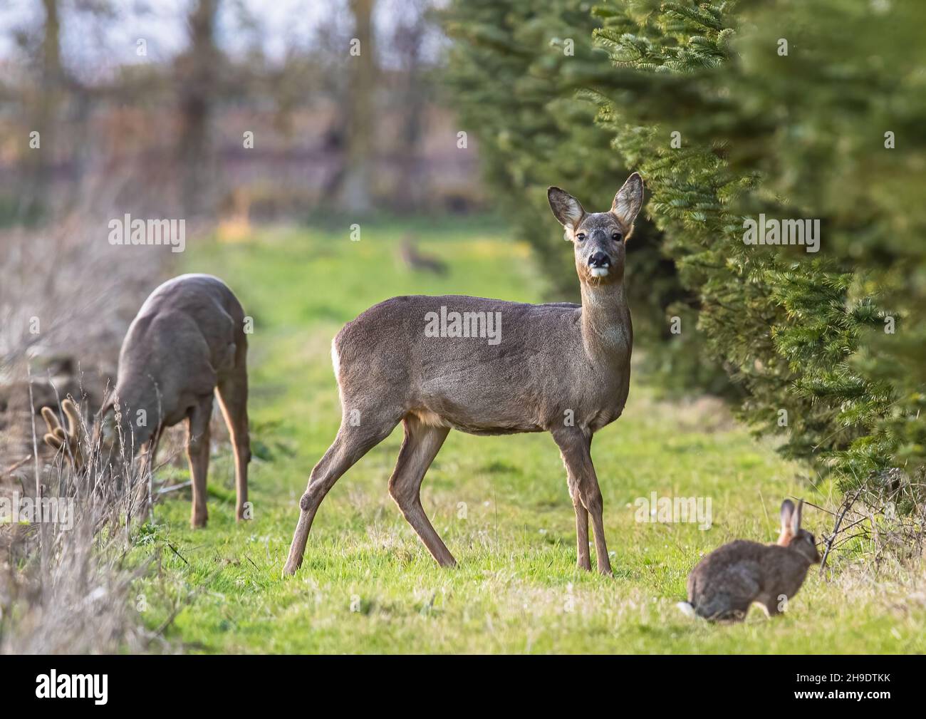 A pair of Roe Deer on the edge of Christmas tree plantation along with ...