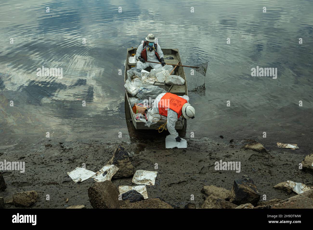 A cleanup crew mops up oil in the Talbert Marsh, home to many birds and ...