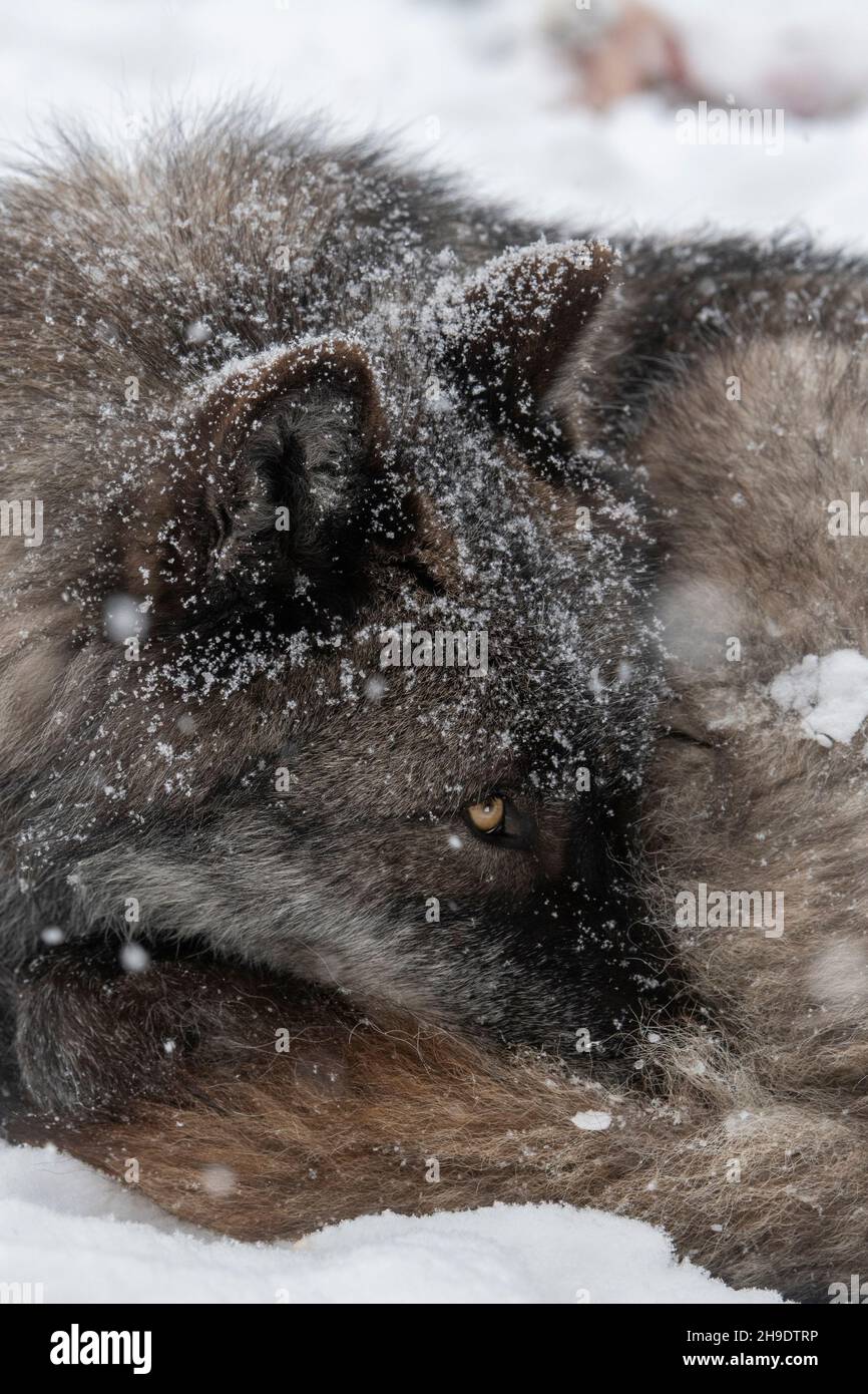 USA, Wyoming, Yellowstone National Park. Gray wolf (Canis Lupus) curled ...